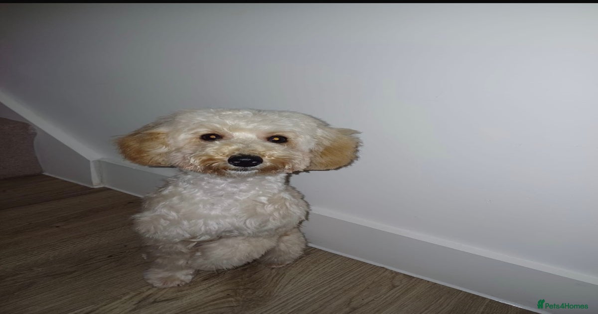 Adorable Cockapoo x Mini Poodle for sale in London | Pets4Homes