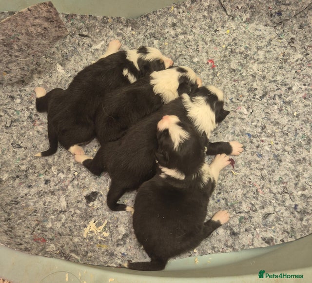 Border Collie Puppies for sale in Godstone | Pets4Homes