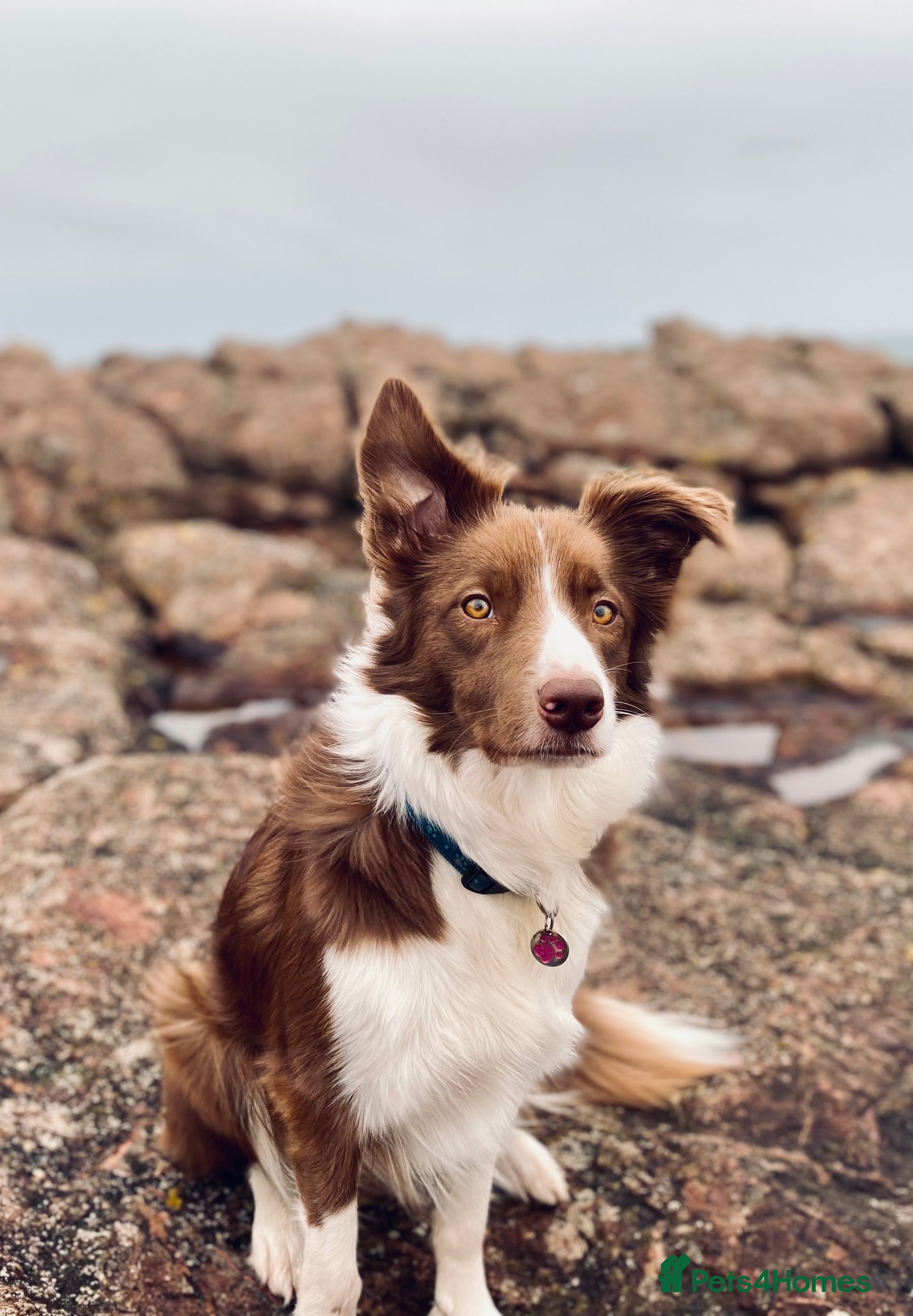 Red Border Collie puppies for sale | Pets4Homes