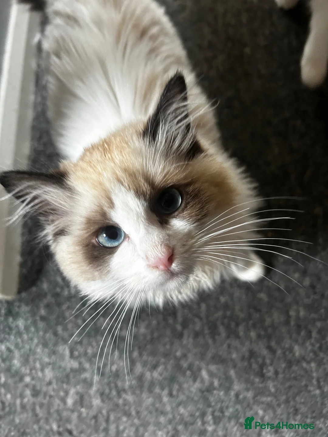 LAST RAGDOLL GIRL! beautiful ragdoll kittens for sale in Nottingham ...