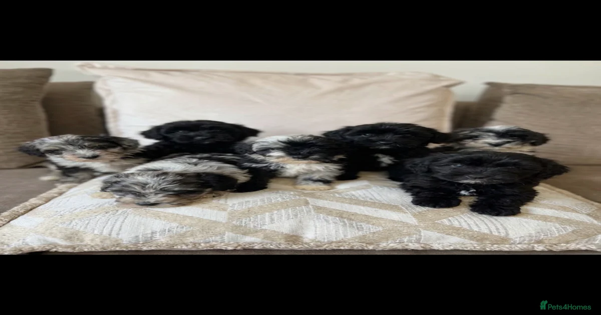 Micro mini Sheepadoodles 1 littlegirlleft for sale in Woking | Pets4Homes