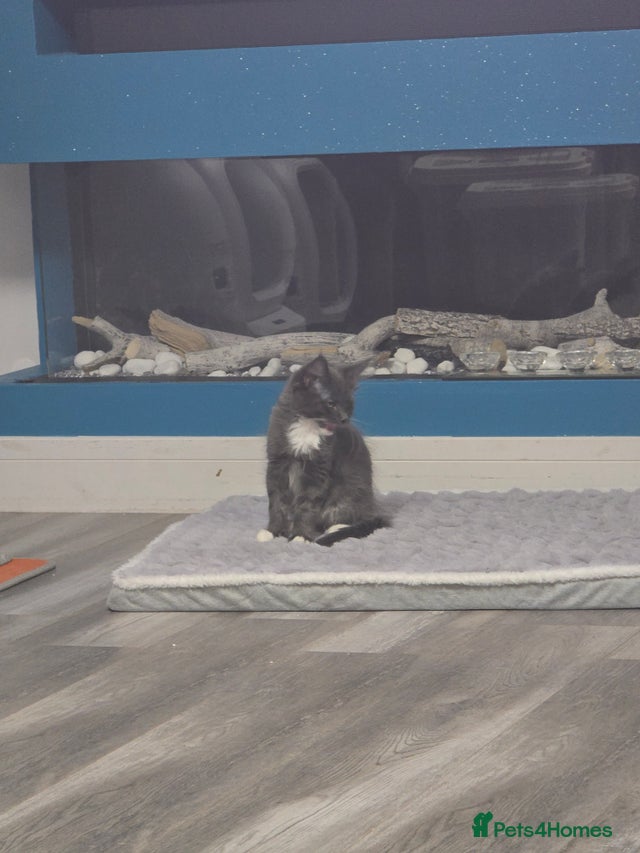 3 male main coon kittens for sale in Glasgow | Pets4Homes