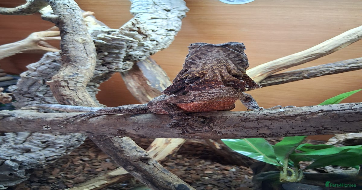 Frilled Dragon and full setup for sale in Tavistock | Pets4Homes