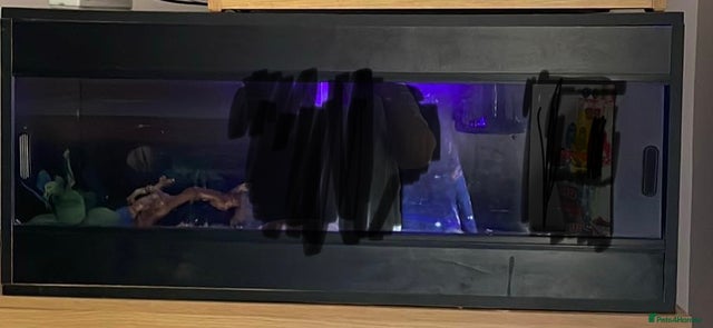 Corn Snake for sale in Driffield | Pets4Homes