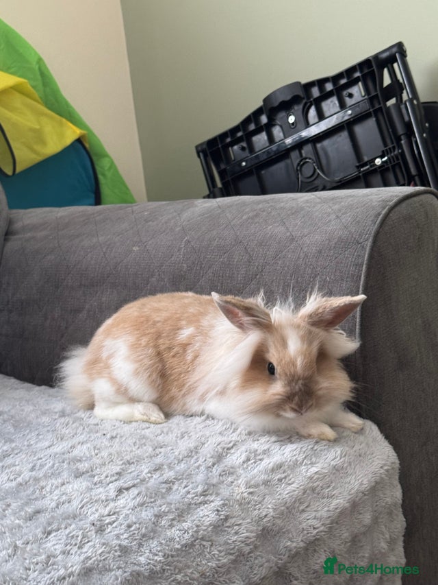 10 month old dwarf x lion head rabbit for sale in Normanton | Pets4Homes