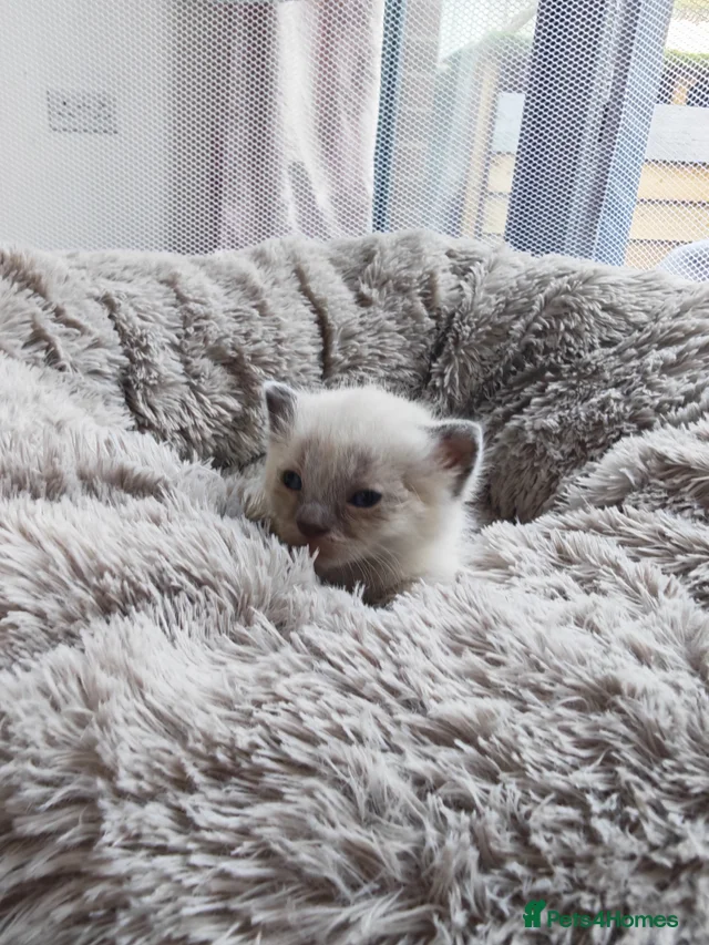 Beautiful Sphynx x ragdoll kittens for sale in Telford | Pets4Homes