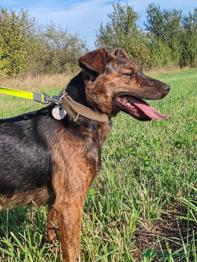 TORI – German Shepherd (Female) for adoption in West Malling | Pets4Homes