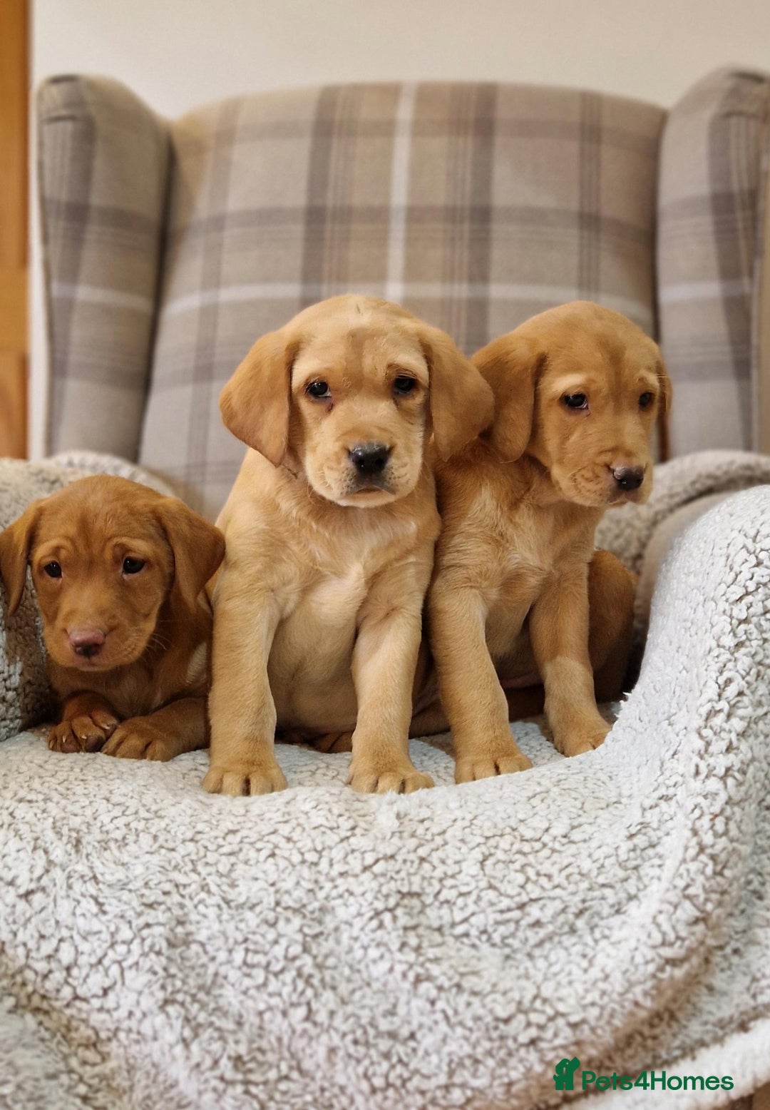 Beautiful Labrador Pups - ready to leave now for sale in Holywell ...