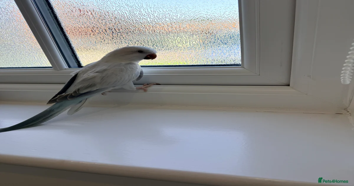 BEAUTIFUL QUAKER / MONK PARROTS BIRDS for sale in Liverpool | Pets4Homes