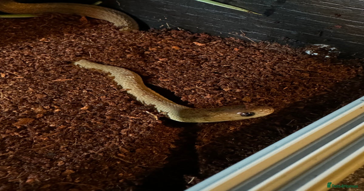 African Egg-eating Snake & Whole Set-Up for sale in Basingstoke ...