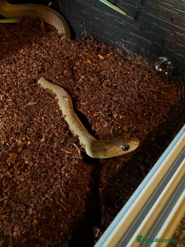 African Egg-eating Snake & Whole Set-Up for sale in Basingstoke ...