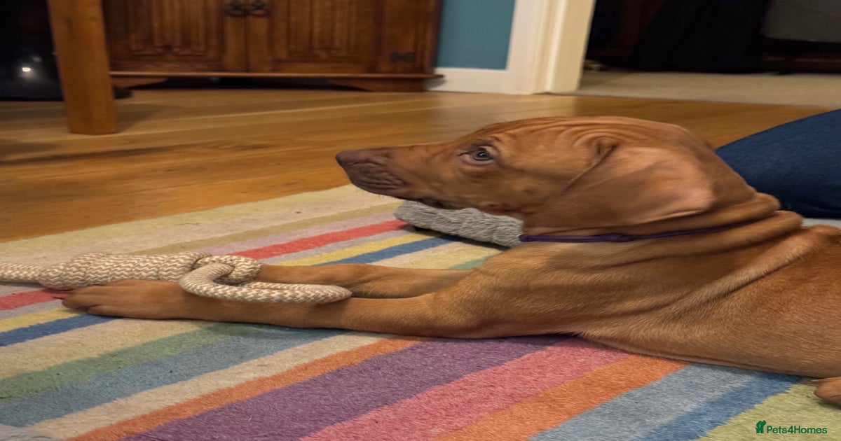 Two Left! KC Rhodesian Ridgeback puppies for sale in Chester | Pets4Homes