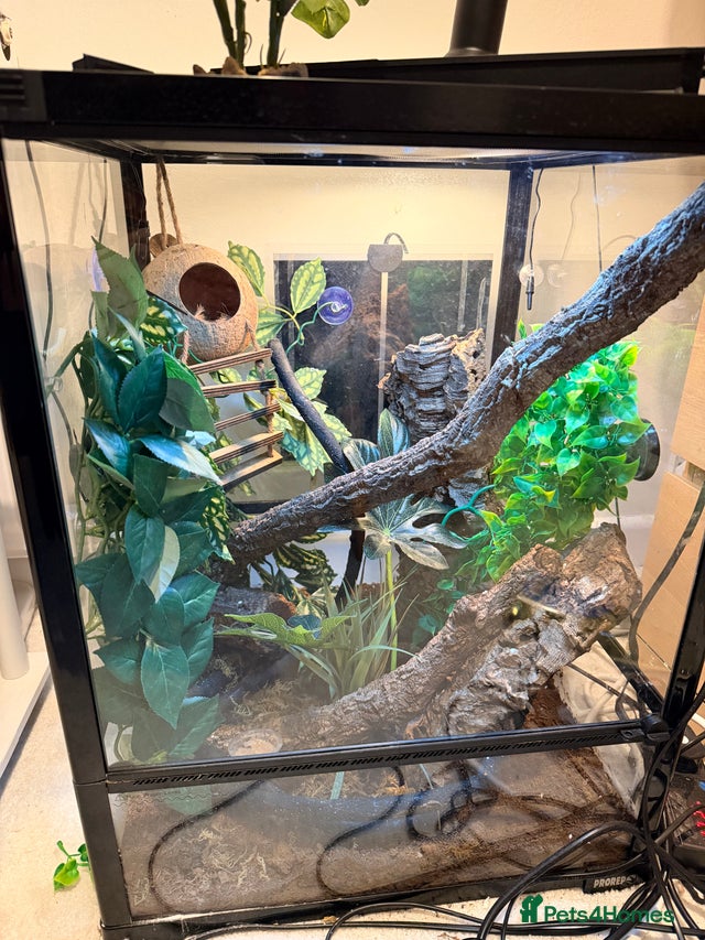 Crested Gecko for sale in Torquay | Pets4Homes