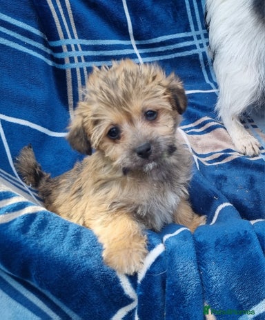 Jackapoo Dogs Breed - Information, Temperament, Size & Price | Pets4Homes