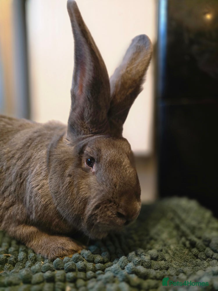 Giant Continental Buck for sale in Gainsborough | Pets4Homes