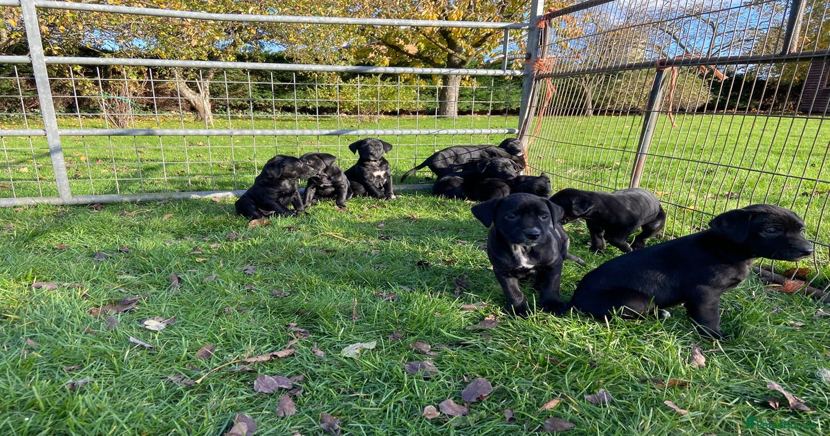 Labrador x Huntaway Puppies for sale in Stockton-on-Tees | Pets4Homes