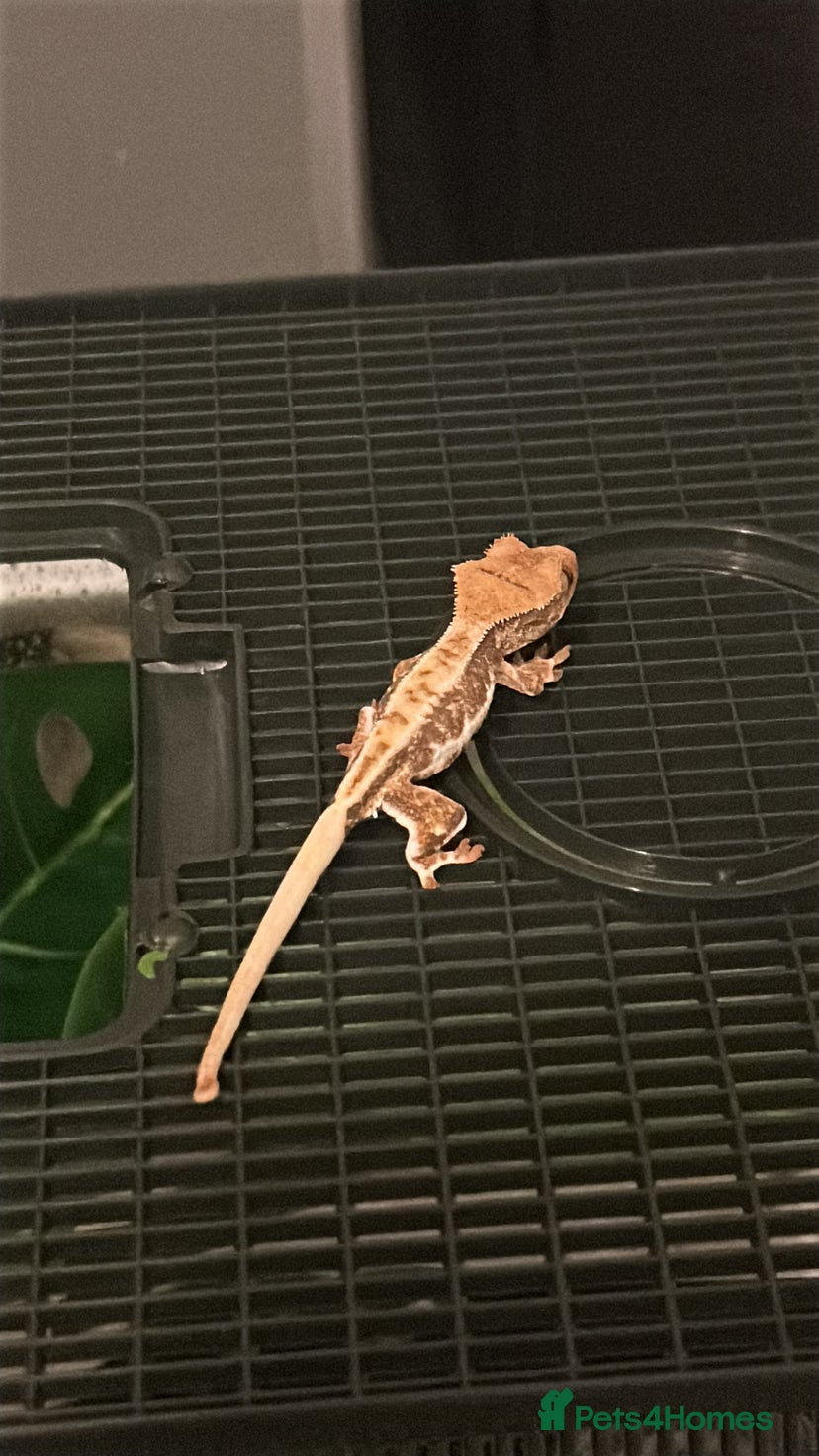 Lilly White crested gecko for sale in Exeter | Pets4Homes