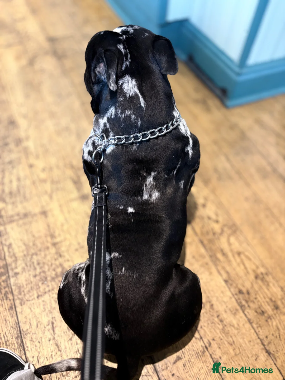 Pocket bully for sale in Nottingham | Pets4Homes