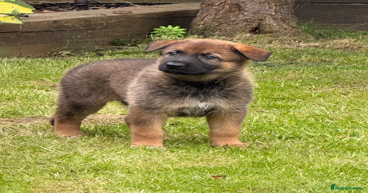 Shepherd Mixed Breed Puppies for sale | Pets4Homes
