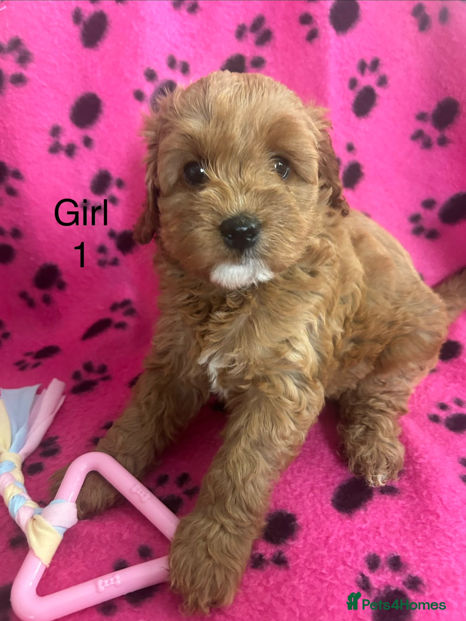 Cockapoo Puppies for sale | Pets4Homes