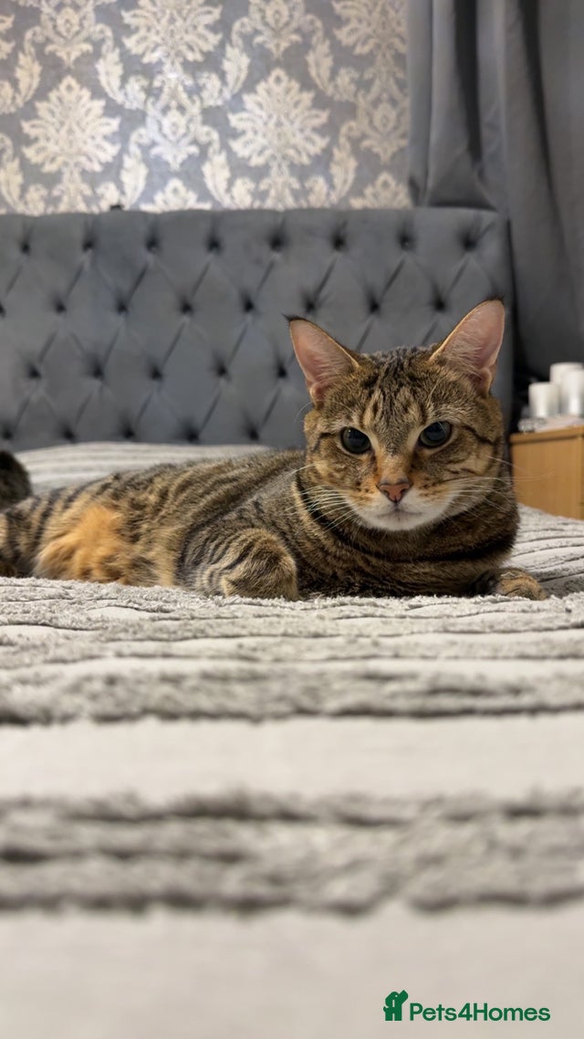 Brown for sale in Manchester | Pets4Homes