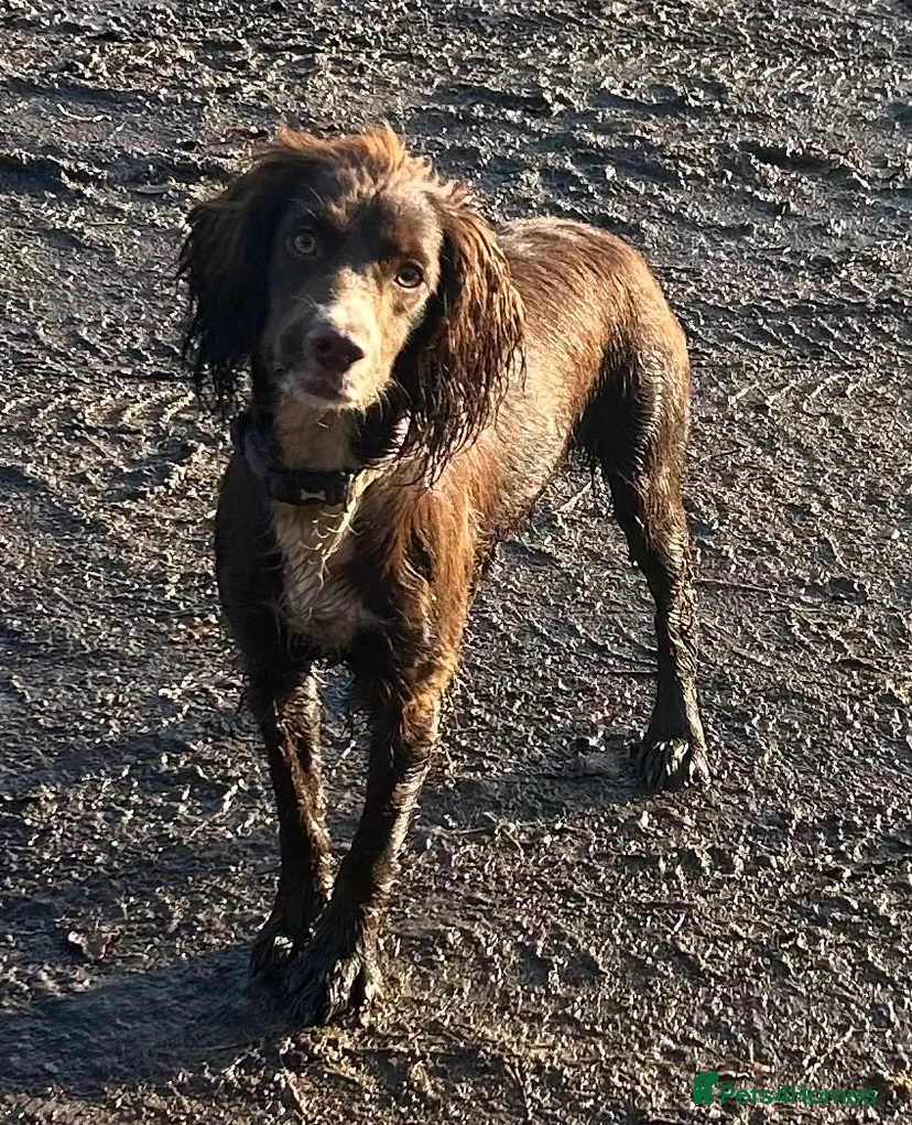 Stunning cocker spaniel for sale in Solihull | Pets4Homes