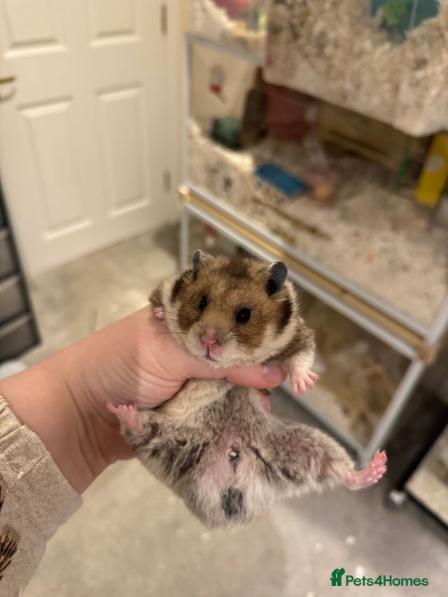 Tame Pedigree HAMSTER SALE - ethically bred for sale in Littlehampton ...