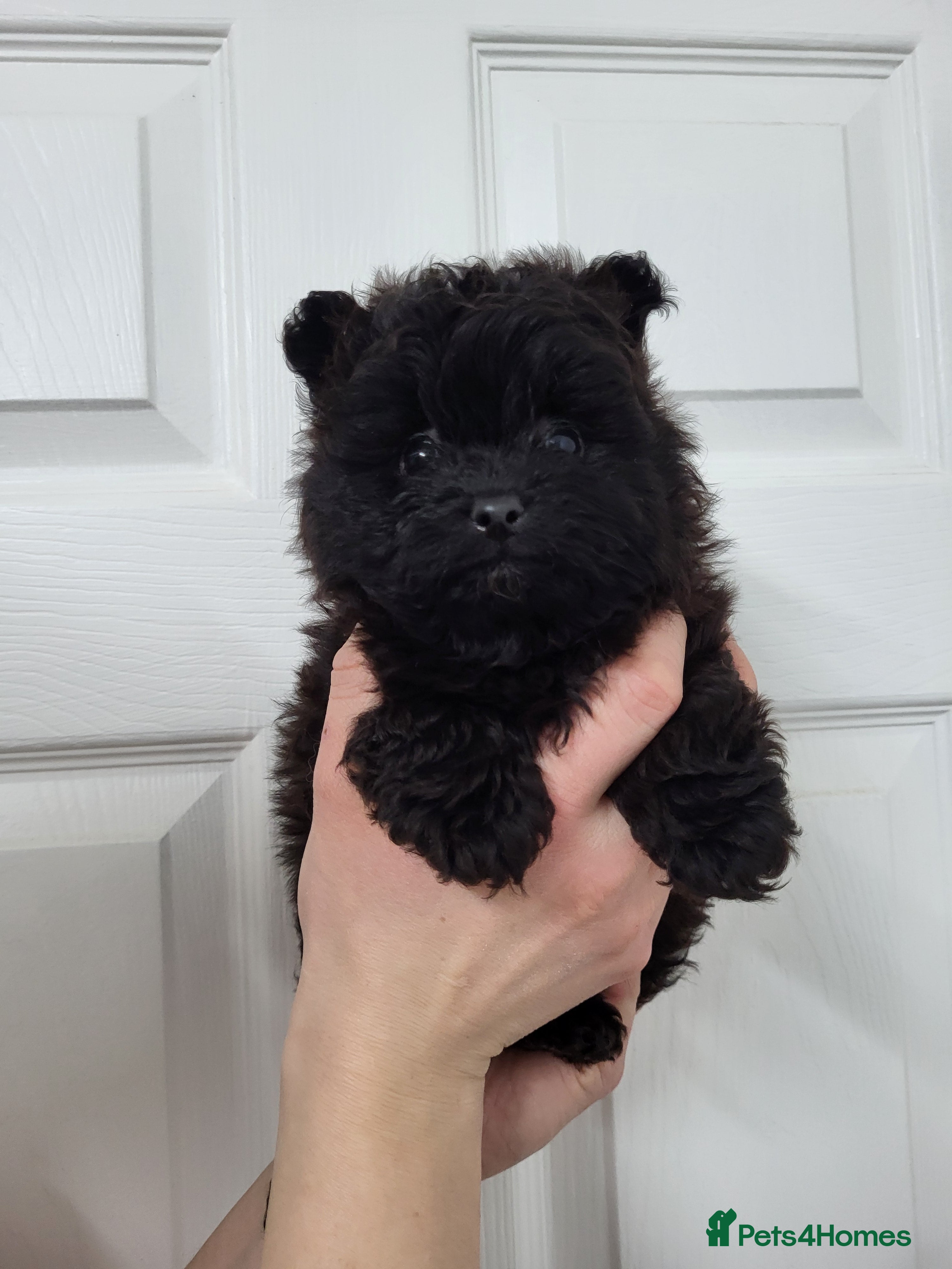 Adorable Black Pomapoo Puppy Seeking Forever Home! for sale in ...