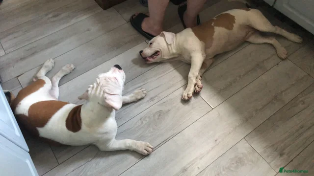 American Bulldog puppy for sale in Luton | Pets4Homes