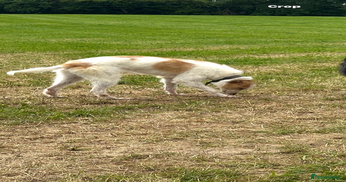 Wheaton greyhound whippet for sale in Hengoed | Pets4Homes