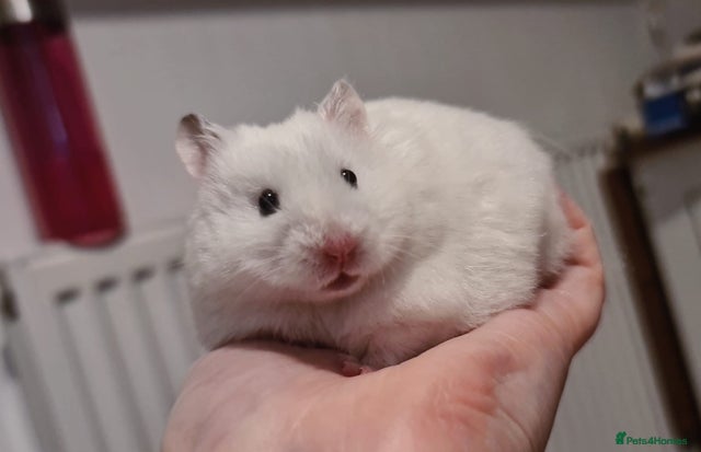 Baby hamsters for sale in London | Pets4Homes