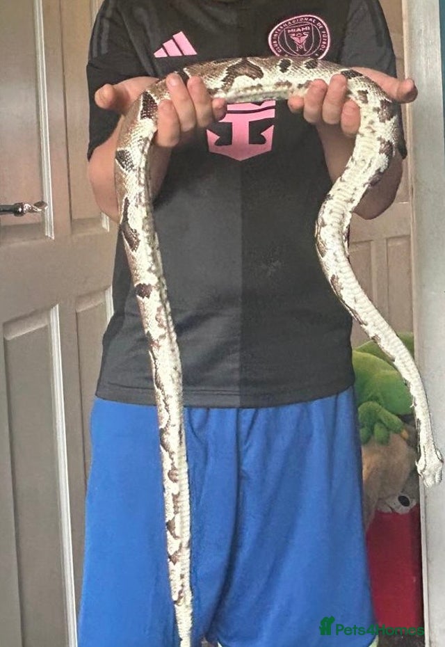 Python Snake for sale in Preston | Pets4Homes