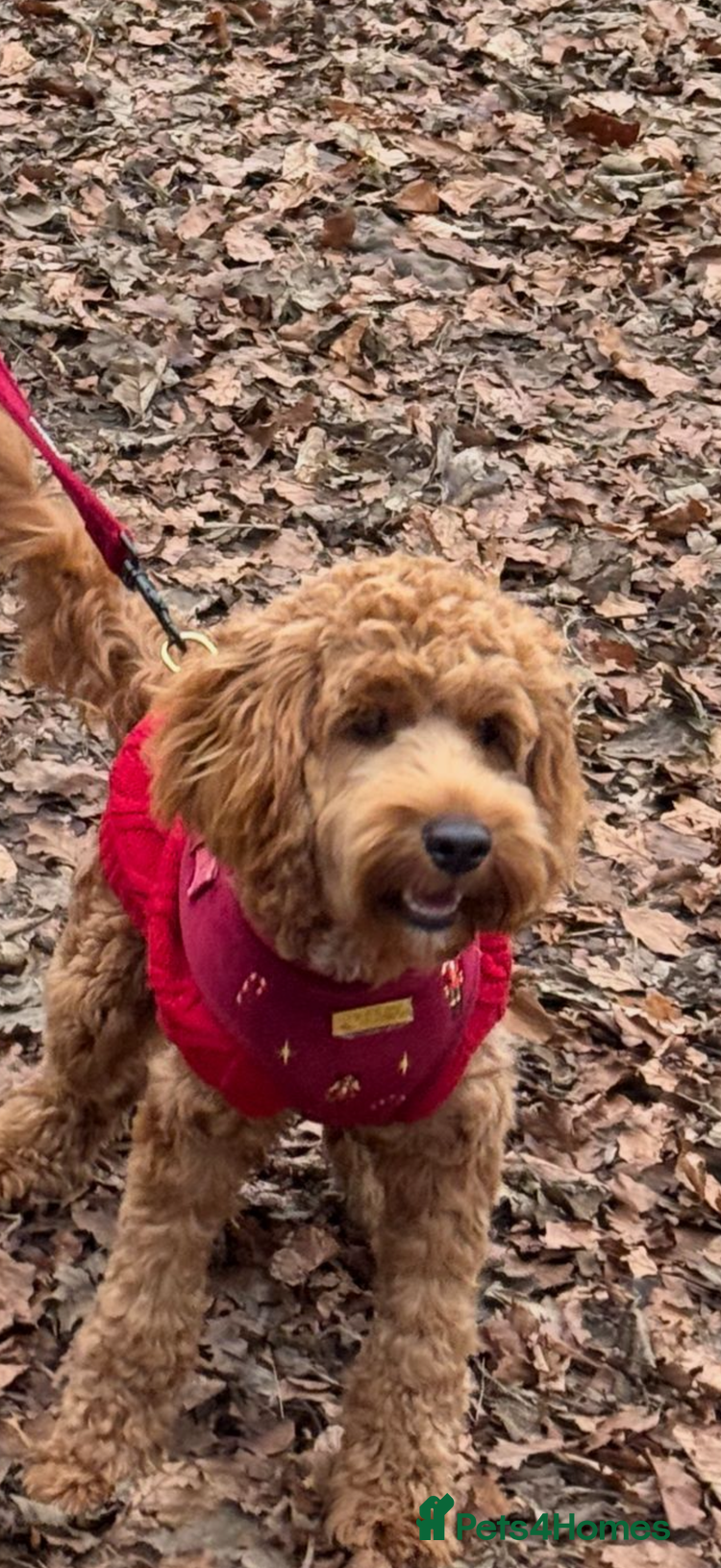 Cockapoo 9 months old male for sale in Faringdon | Pets4Homes