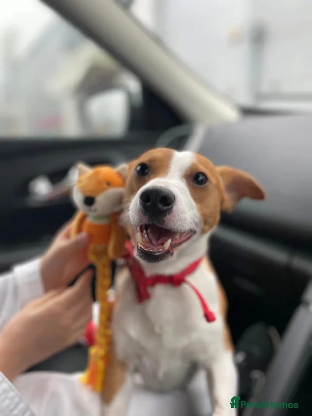 STUD - Handsome Jack Russel boy 🐶 for stud in Poole | Pets4Homes