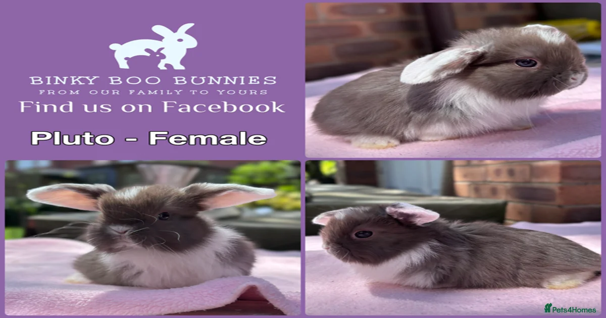 Baby Mini Lop Bunnies - Reserve now, collect 10/06 for sale in Wigan ...