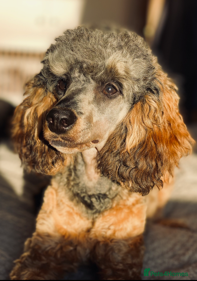 SABLE TOY POODLES 💙 HEALTH TESTED!! for sale in Walsall | Pets4Homes