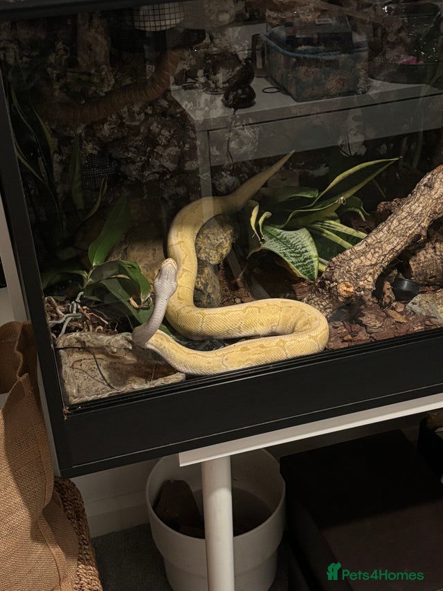Male banana pinstripe ball python for sale in Dudley | Pets4Homes