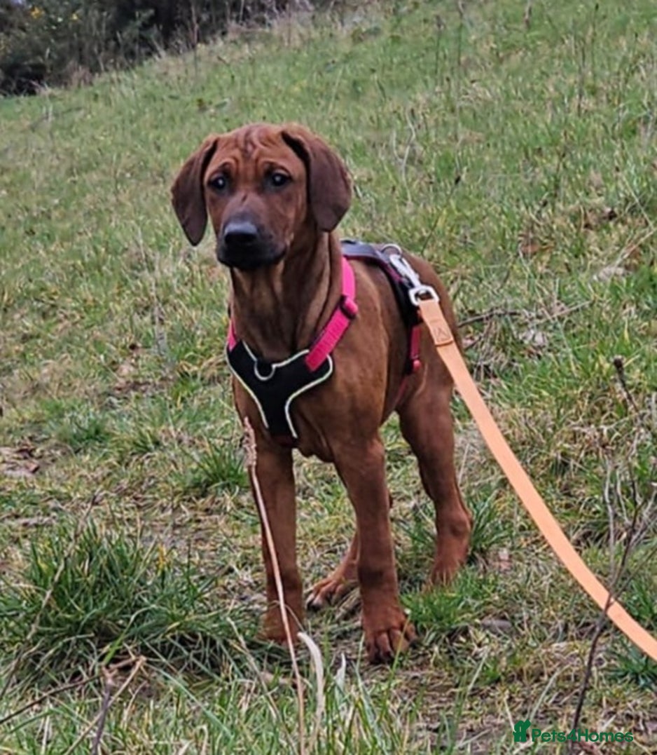 Rhodesian Ridgeback Dogs Breed - Information, Temperament, Size & Price ...