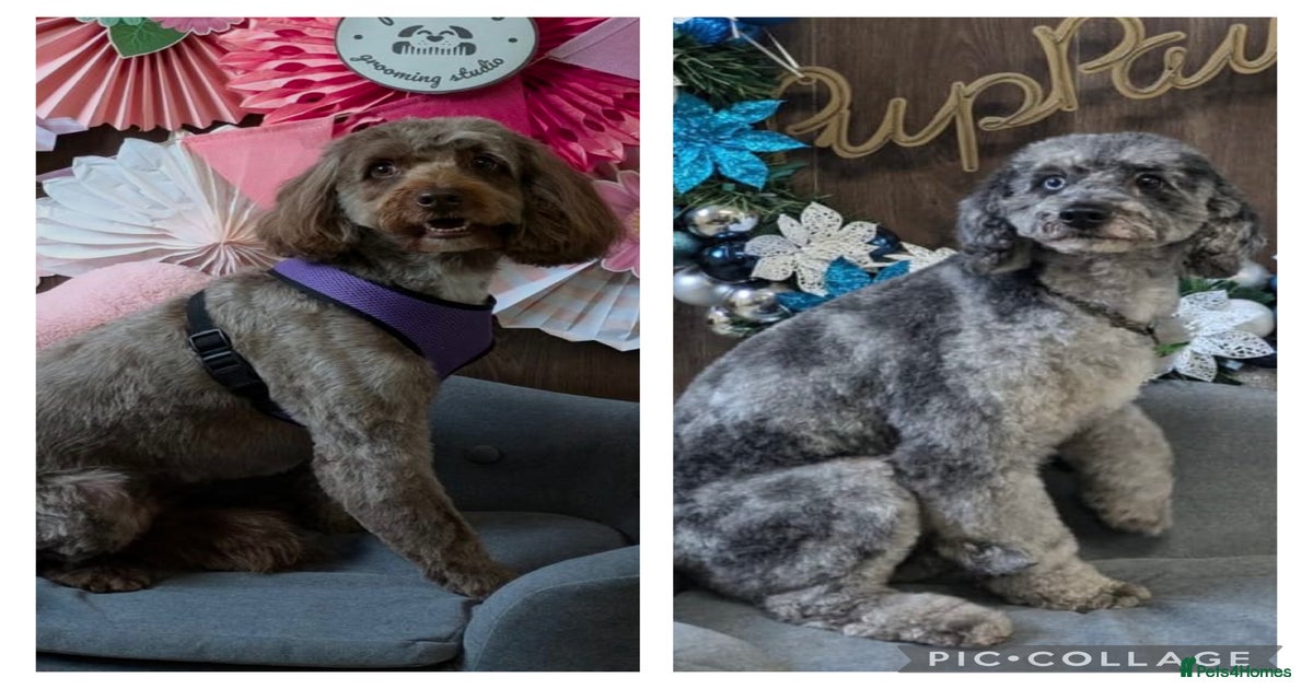 Mother and daughter cockapoos for sale as pair for sale in Prescot ...