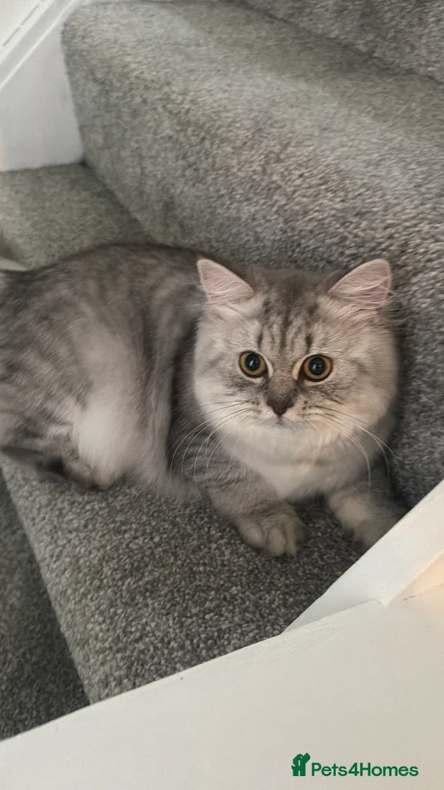 British long hair in rugby for sale in Rugby | Pets4Homes