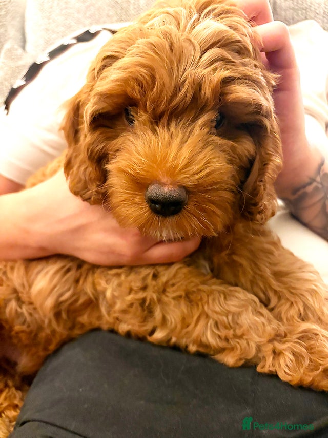 Stunning fox red cavapoo boy last left🩷 for sale in Eastleigh | Pets4Homes