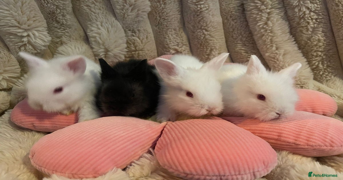 Mini lionhead and teddy bear lop cross for sale in Norwich | Pets4Homes