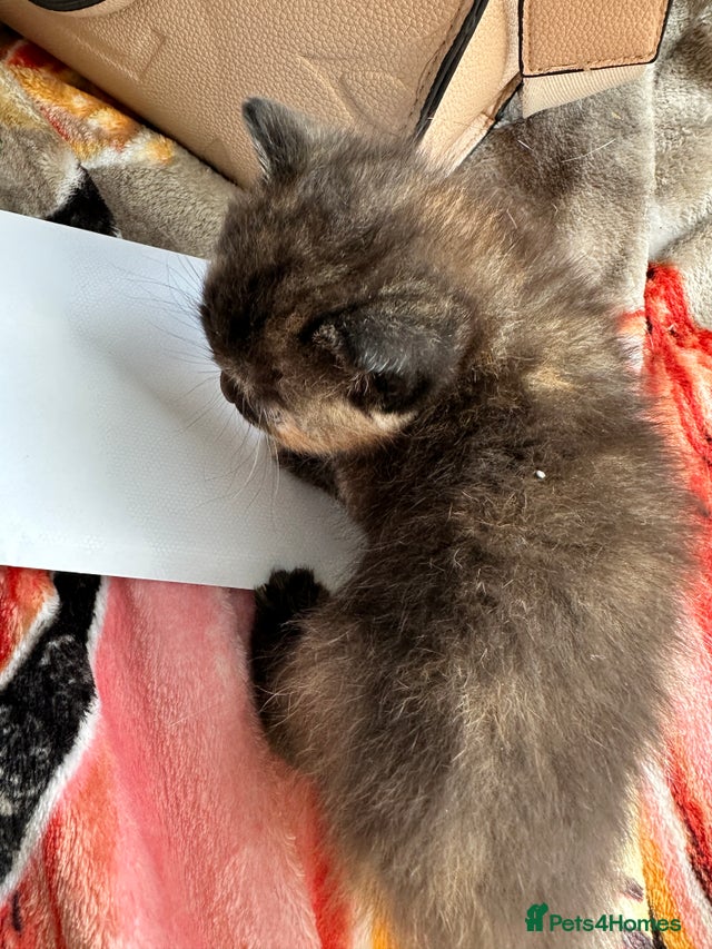 Adorable Mixed Coat Kittens for sale in London | Pets4Homes