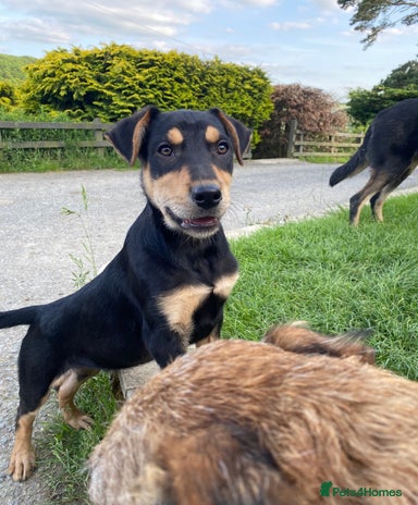 Huntaway Dogs Breed - Information, Temperament, Size & Price | Pets4Homes