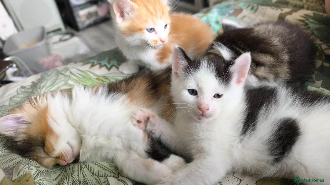 Beautiful kittens ready to go to new homes in July for sale in London ...