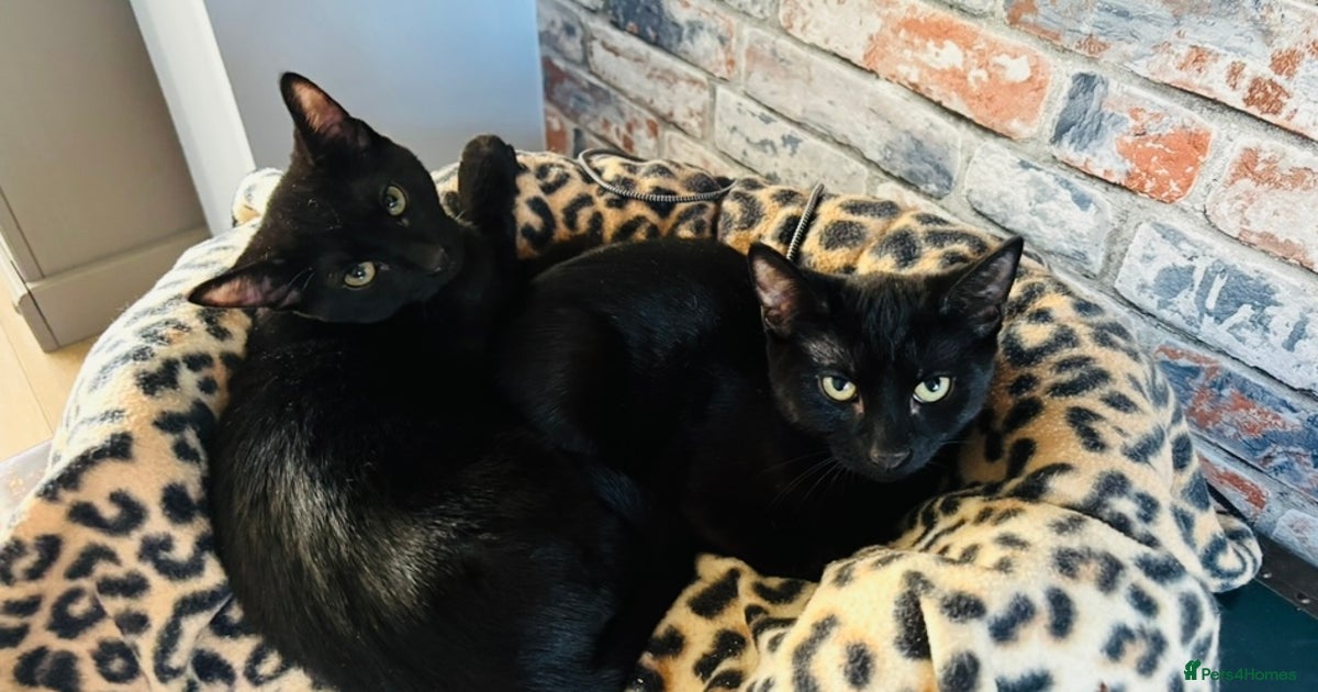 Two little Burmese mix brothers 🖤 for sale in Romford | Pets4Homes