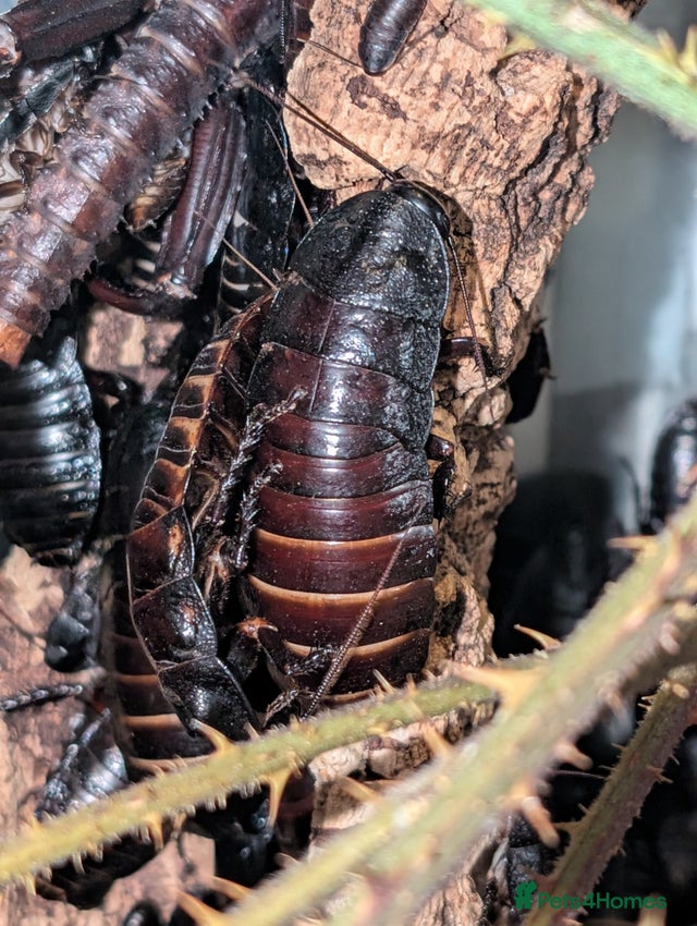 Madagascan Hissing Cockroach for sale in Sale | Pets4Homes