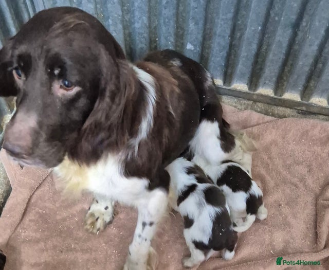 English Springer Spaniel Puppy 3 - Springer Spaniel Puppies for sale in ...