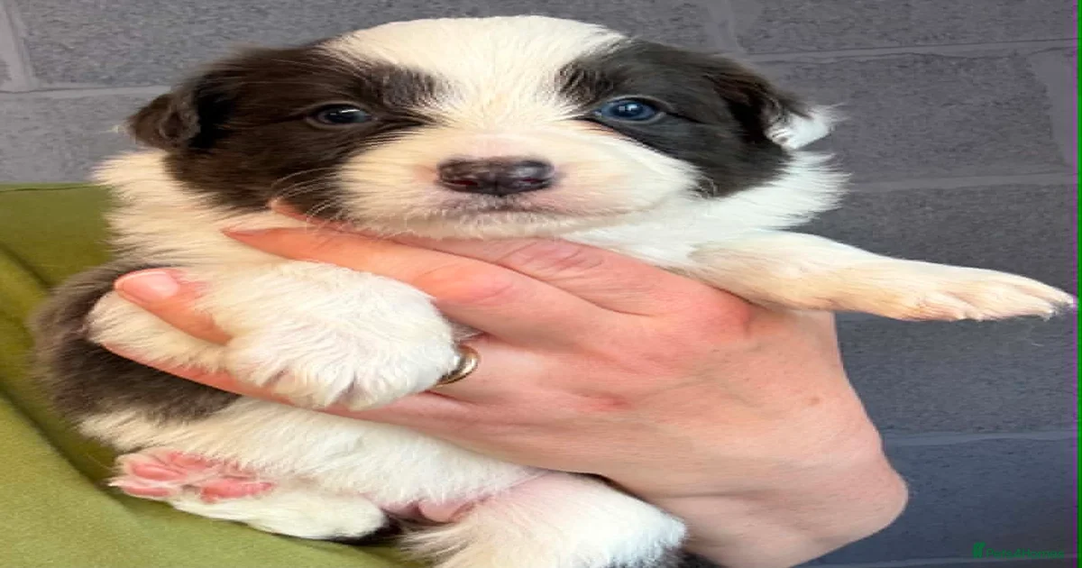 Border Collie Puppies for sale | Pets4Homes