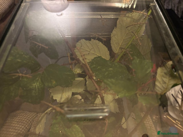 Stick insects for sale in Solihull | Pets4Homes